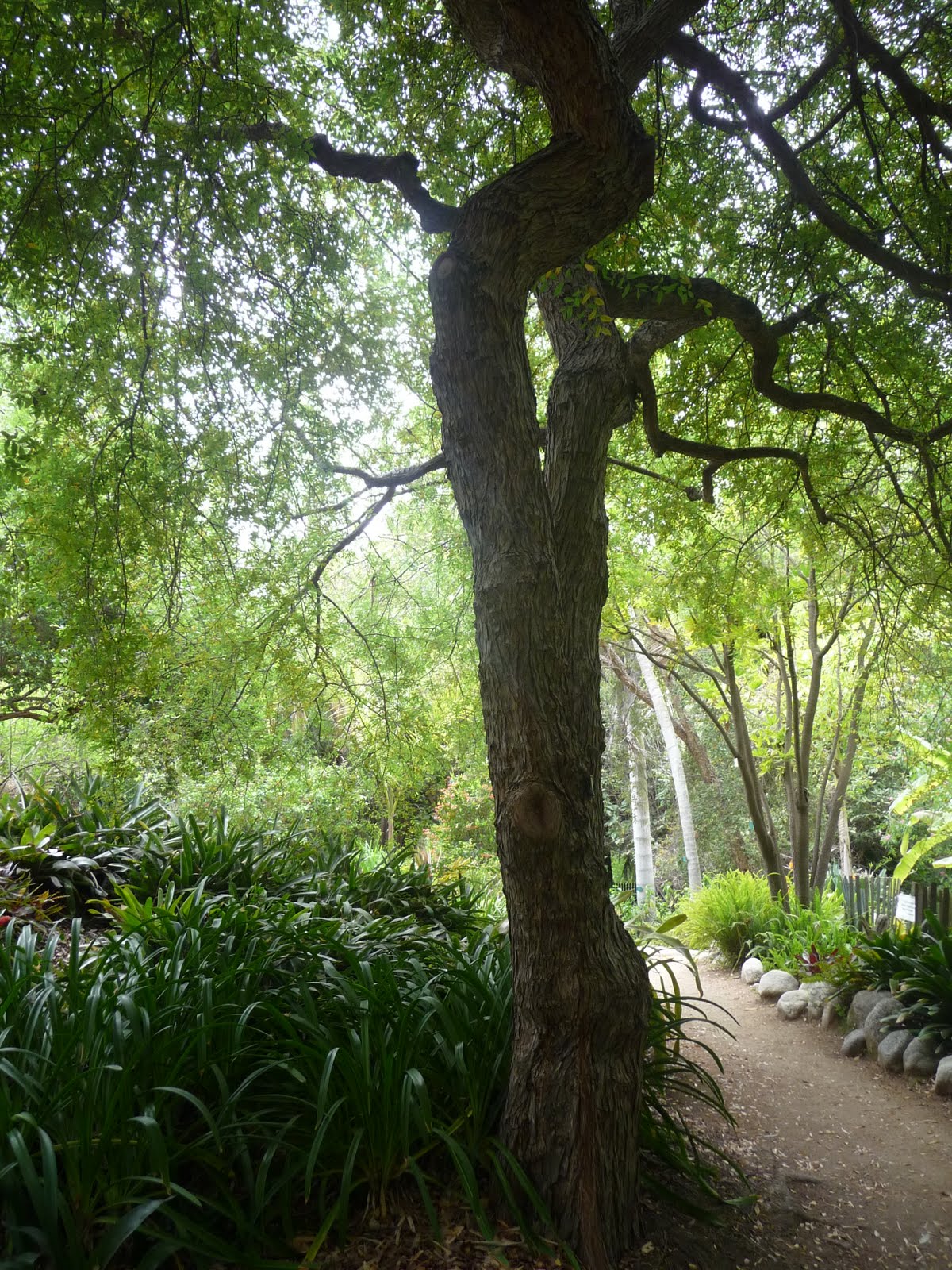 Virtual Plant Collection: Cedar Elm