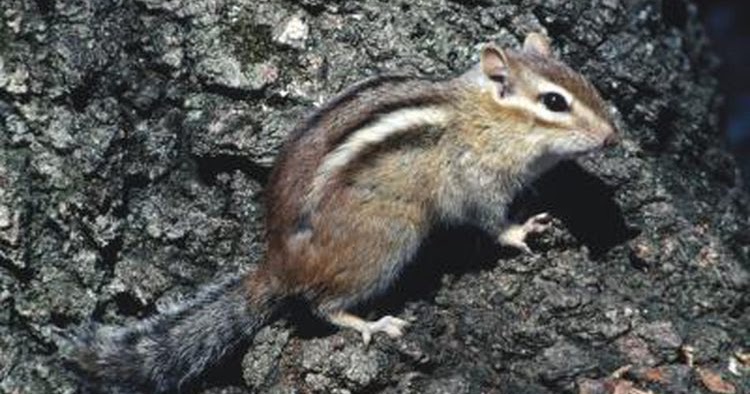 Life Begins at Retirement!: Another Day, Another Chipmunk Tail
