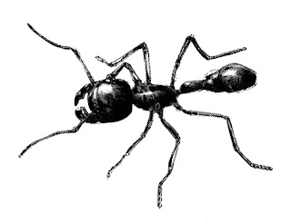 Interesting facts of Bullet ants