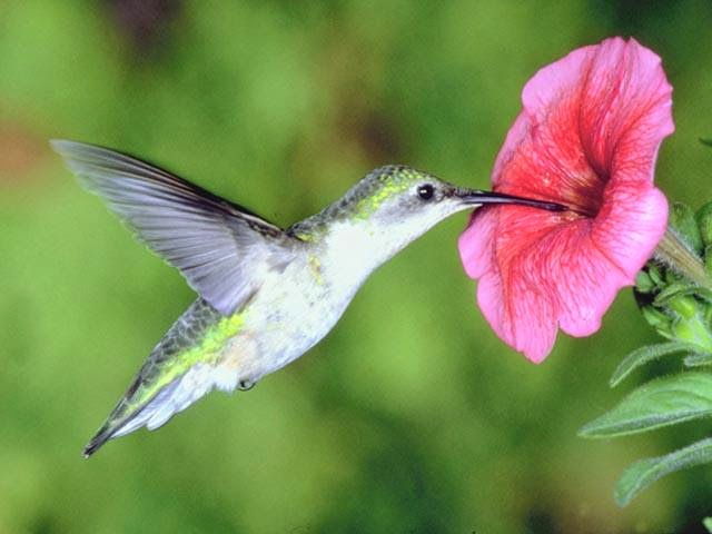 Coloridas criaturas en vuelo: Alimentación del colibri