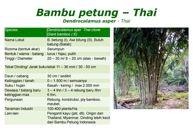 Jenis dan ciri tumbuhan Bambu serta Manfaatnya - Jenisajatitik