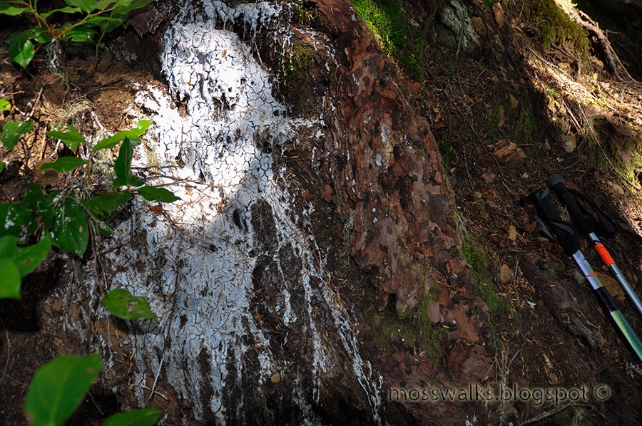 Walks with Moss: Mount Rose Loop in the Heat
