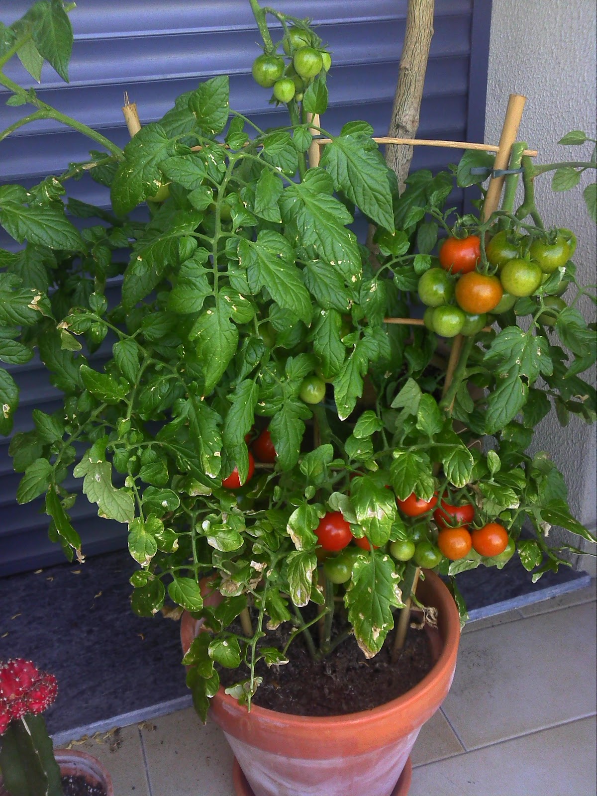 Couves na Varanda: Tomateiro III