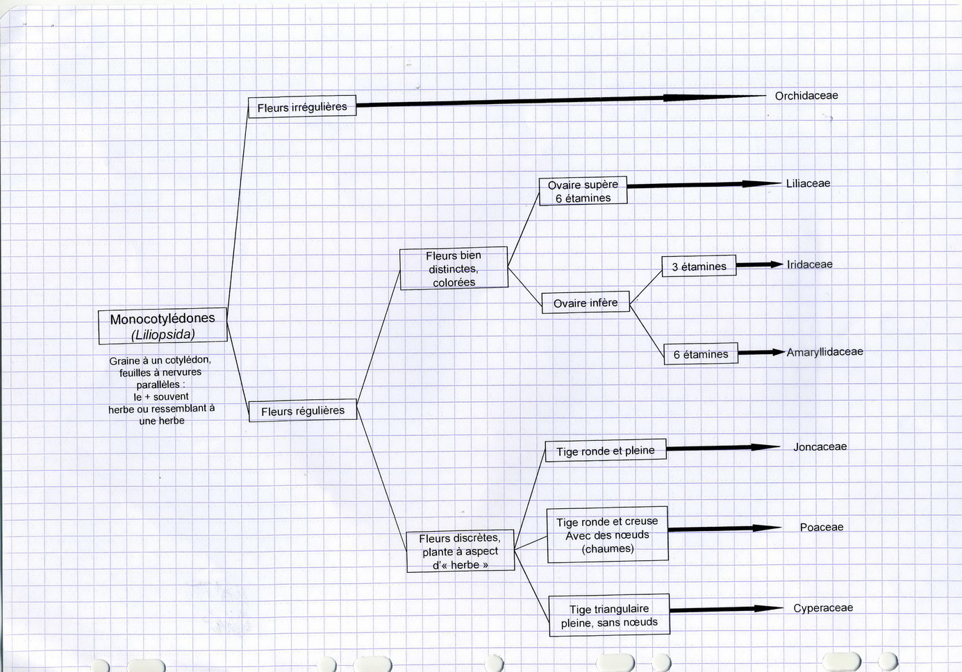 Association La Molène: Classification des végétaux