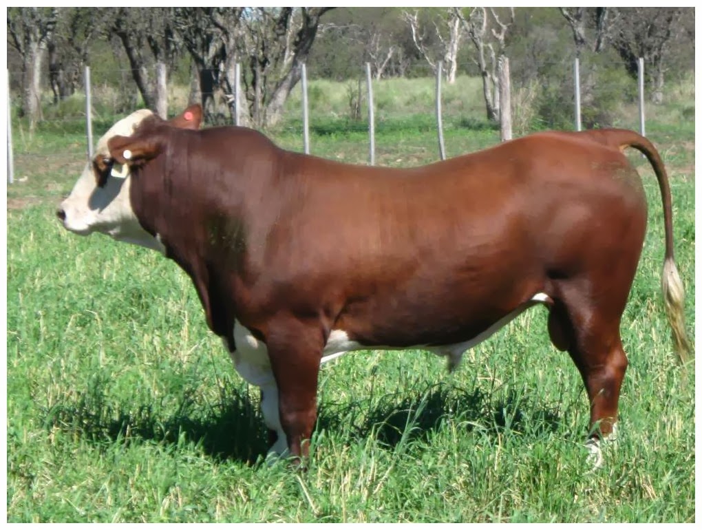 Generalidades de la Ganadería Bovina.: Braford