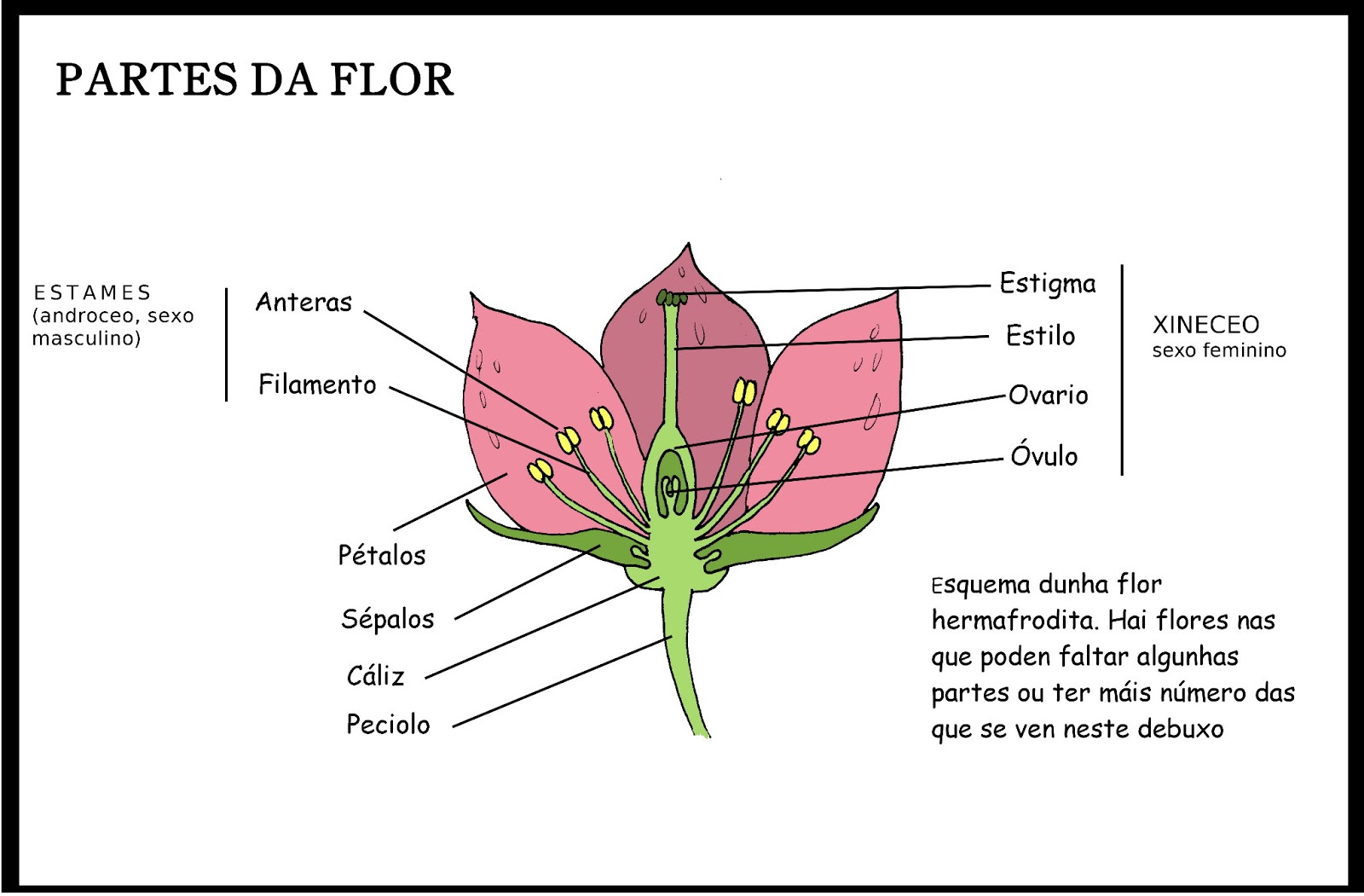 Coñecemento do medio: A reprodución das plantas