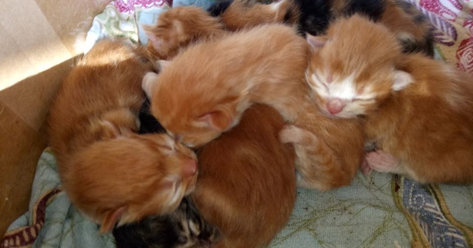 Ditinggal Lahir Baru Kucing Anak Merawat Induknya Cara