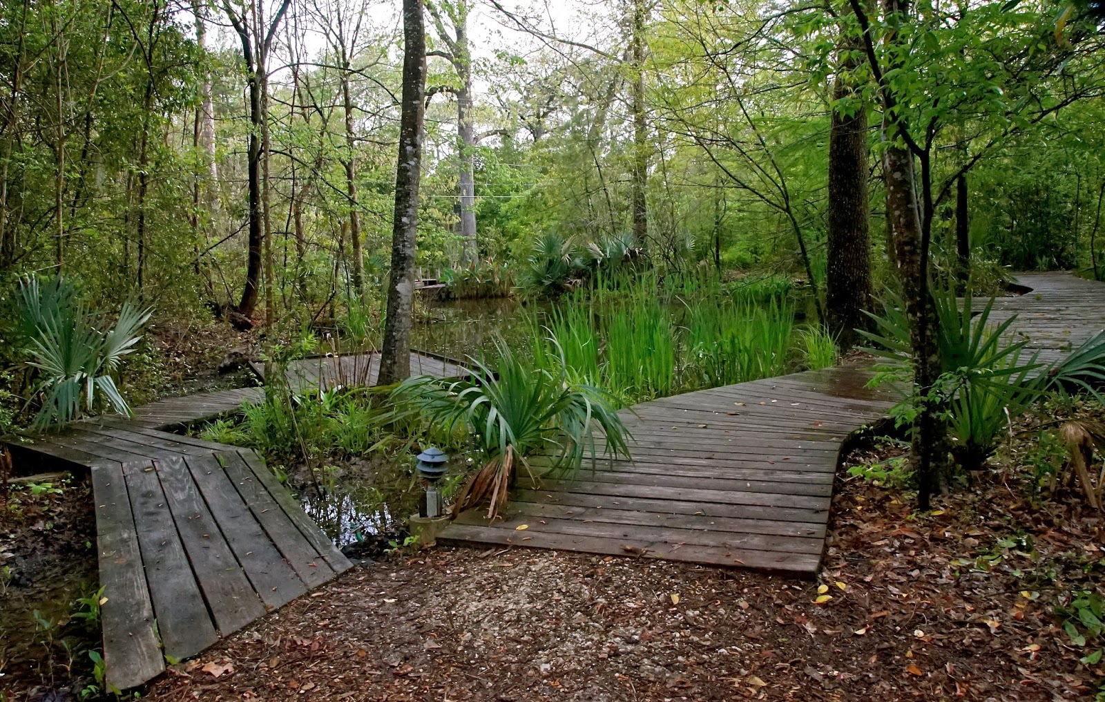 Saundra Photographic Journey: Edith L Moore Nature Sanctuary