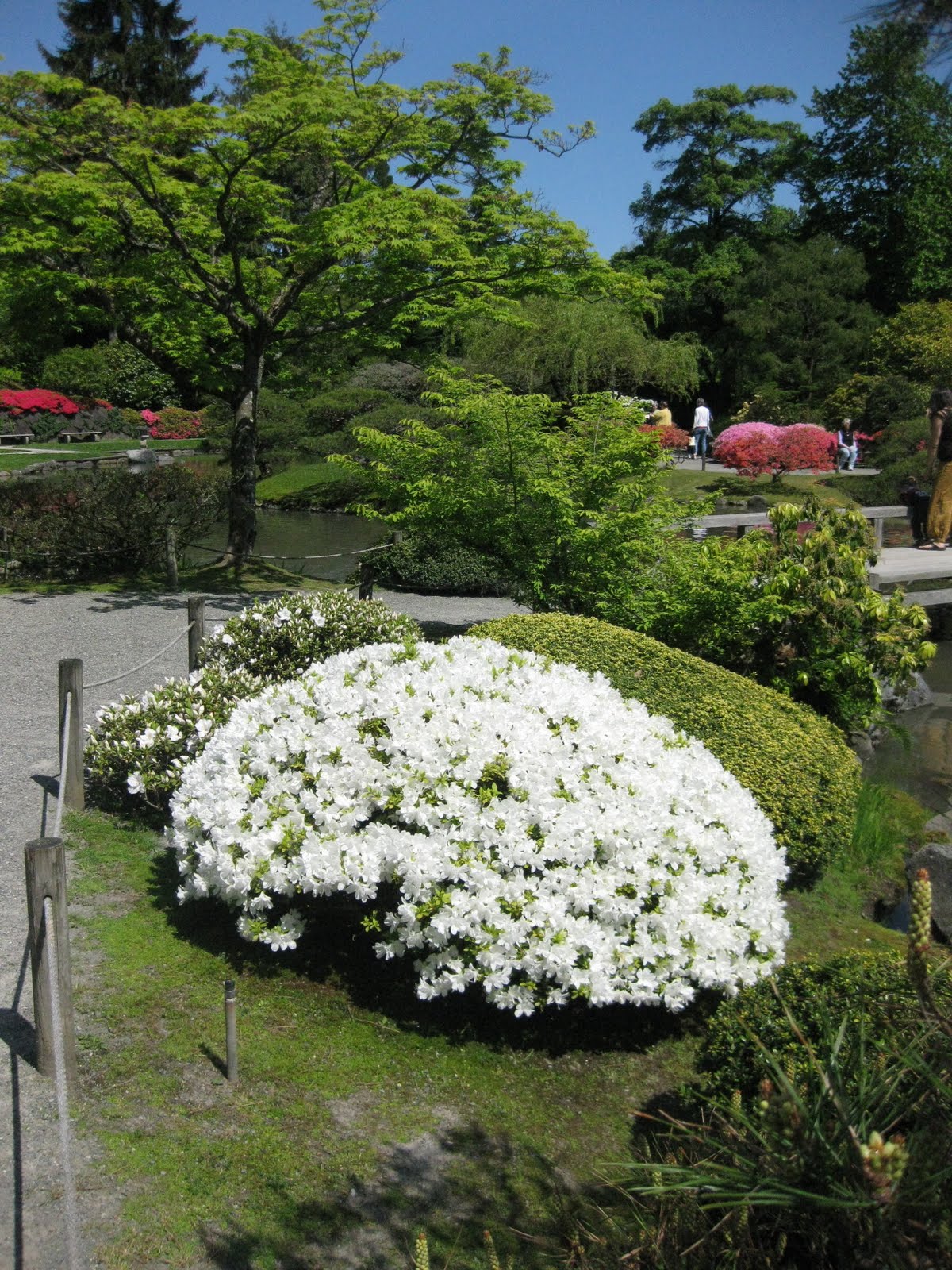 SJG bloom 2011: May, p. 3: More Rhododendrons & Azaleas