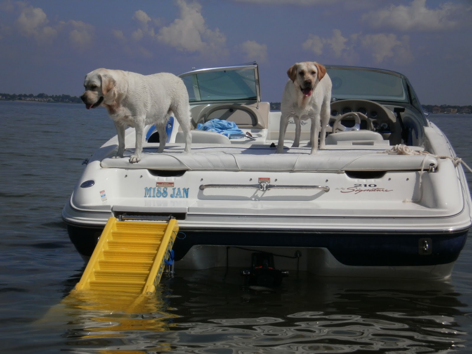 Paws Aboard Testimonials