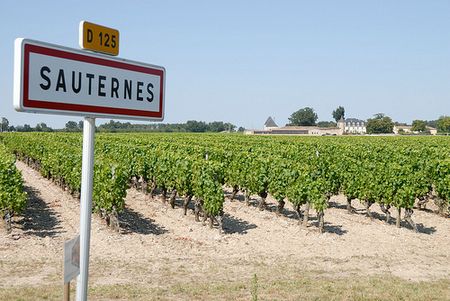 White and red sweet wines: Sauternes