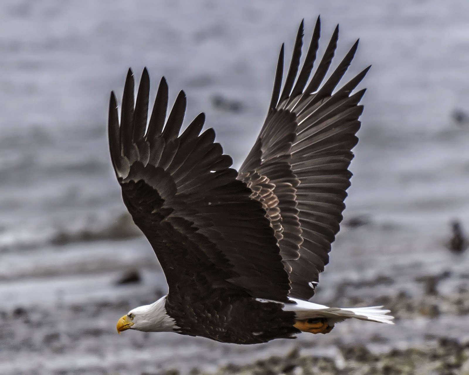 Shoreline Area News: Beautiful birds: Doug Parrott photography