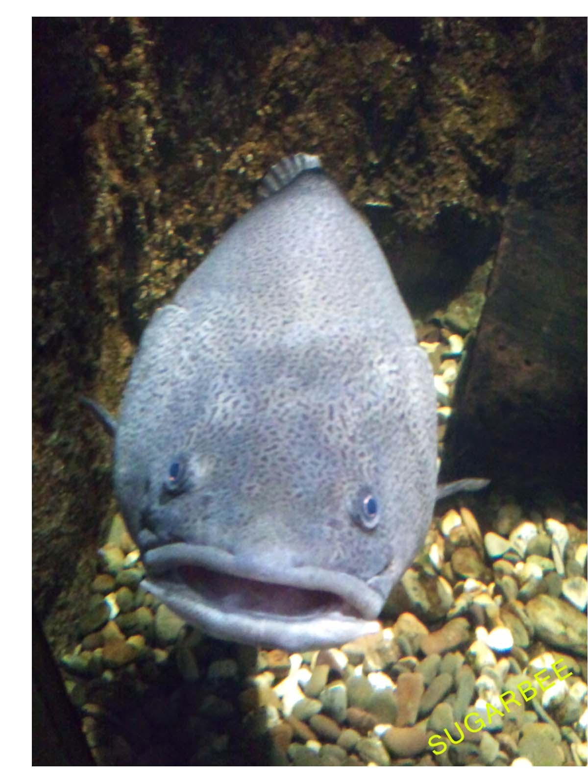 Sugar Bee's Sweet Take On Life: A Fish Says Hello