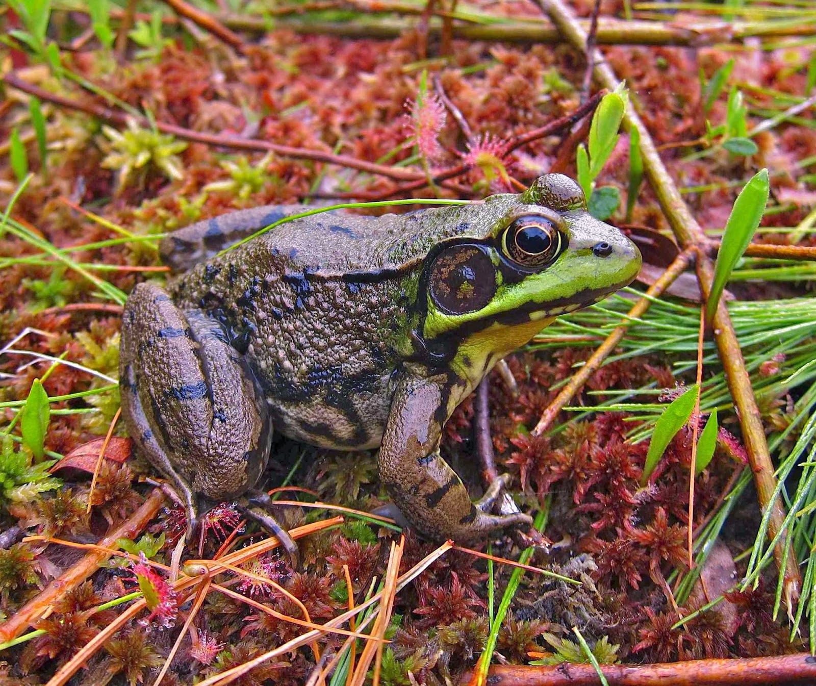 Saratoga woods and waterways: A Celebration of Frogs