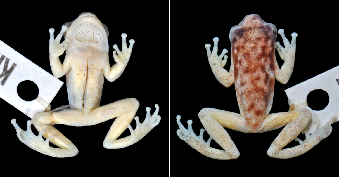 Species New to Science: [Herpetology • 2017] Hyperolius ruvuensis • A ...