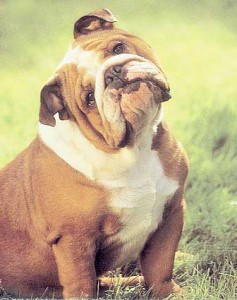 perrosbuldog: PERROS BULLDOGS
