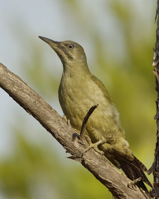 Pasión por las aves: Pito real.(Picus viridis)