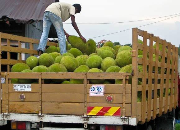 APAG AGRI PRODUCE: JACKFRUIT HONEY J33 VARIETY