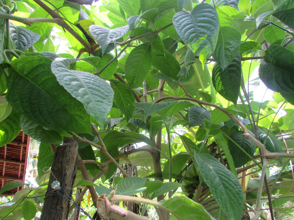 Sorry,all the clever names are taken.: Madre de Aqua