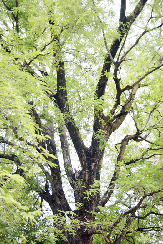 Tamilnadu Tourism: Javadi Hills, Thiruvannamalai