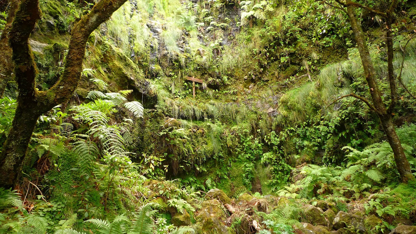 Mi Viaje a las Ítacas: MADEIRA. Vergeles