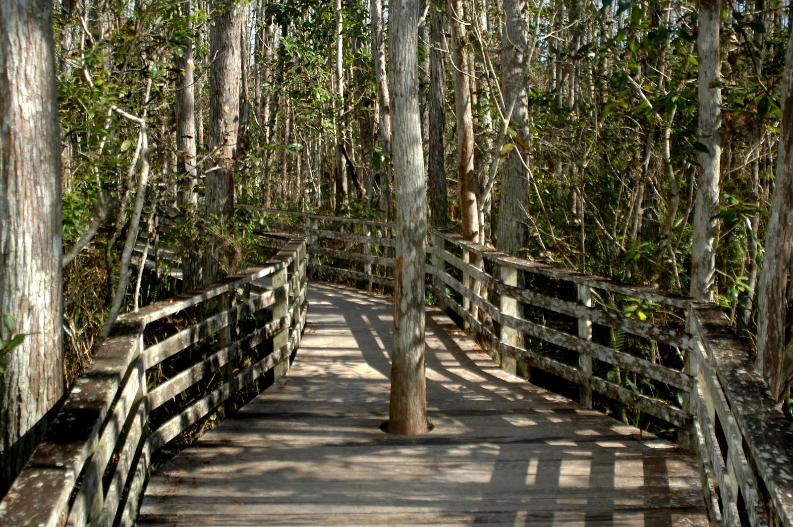 South Florida Guy: Corkscrew Swamp Sanctuary - Naples