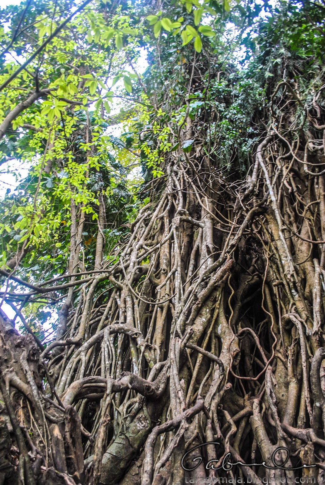 Tara Gumala: Millennium Tree in Baler, Aurora