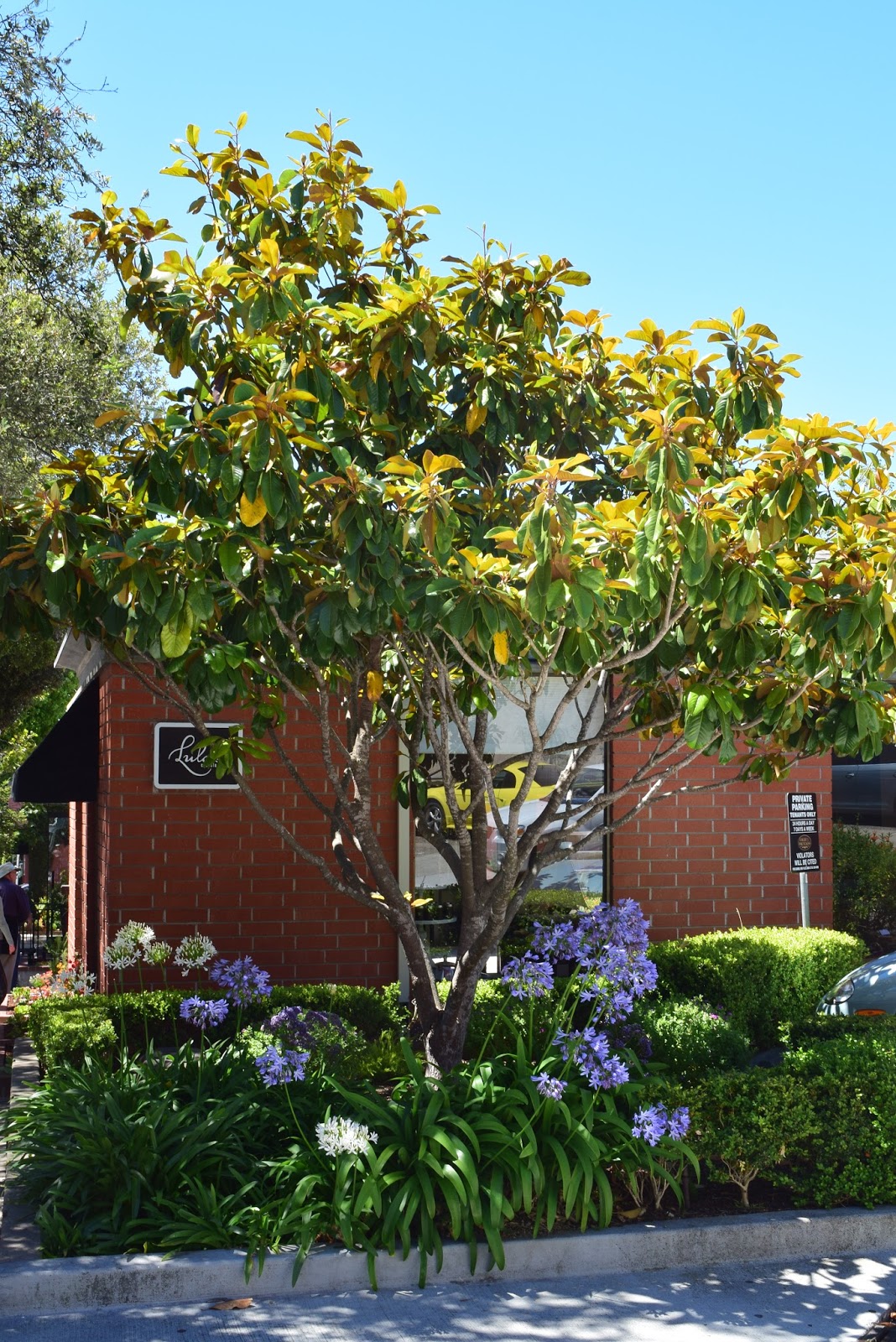 Friends of Carmel Forest Tree Tour with Dr. Matt Ritter 2016 - Carmel ...