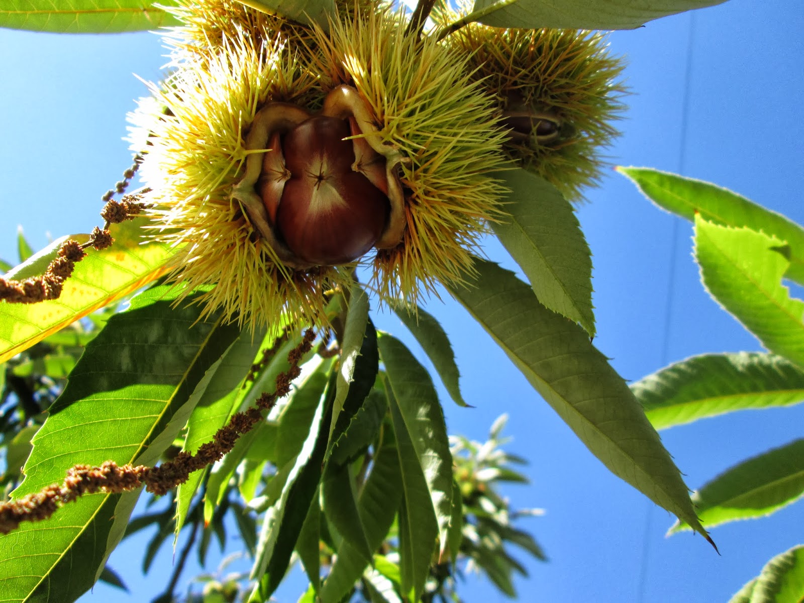 BlogDosForninhenses: Imagens de Castanhas