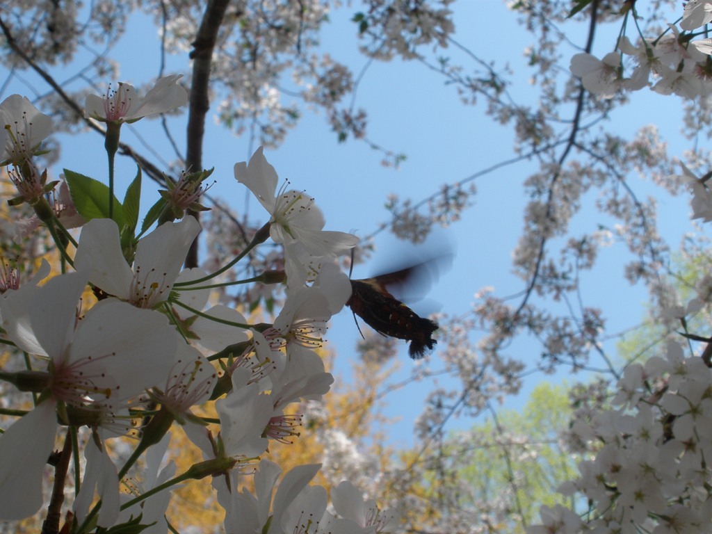 MARIETTE'S BACK TO BASICS: {Our Japanese Somei Yoshino Cherry in Bloom ...