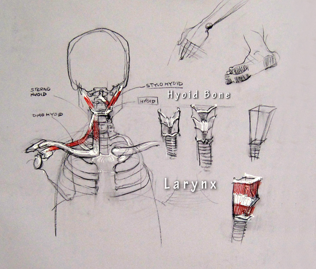 The Expressive Figure: The Hyoid and deep neck muscles