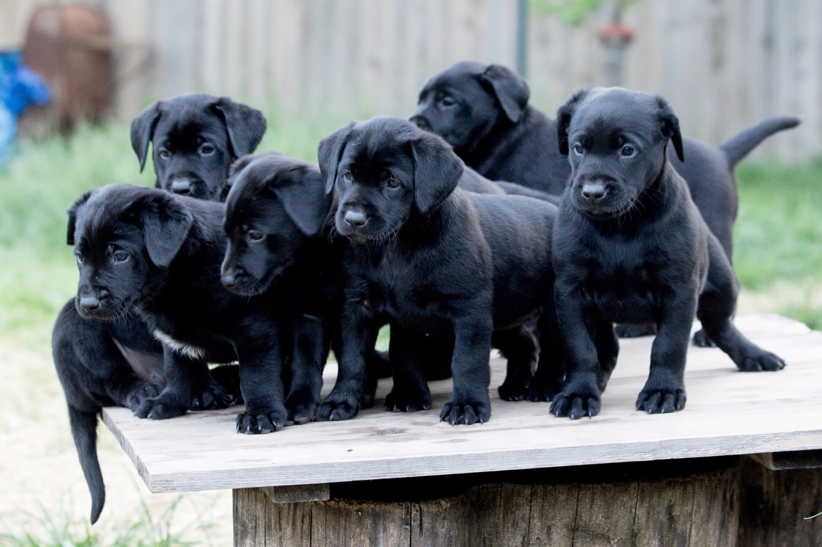 Gallery | UKLabradors.com