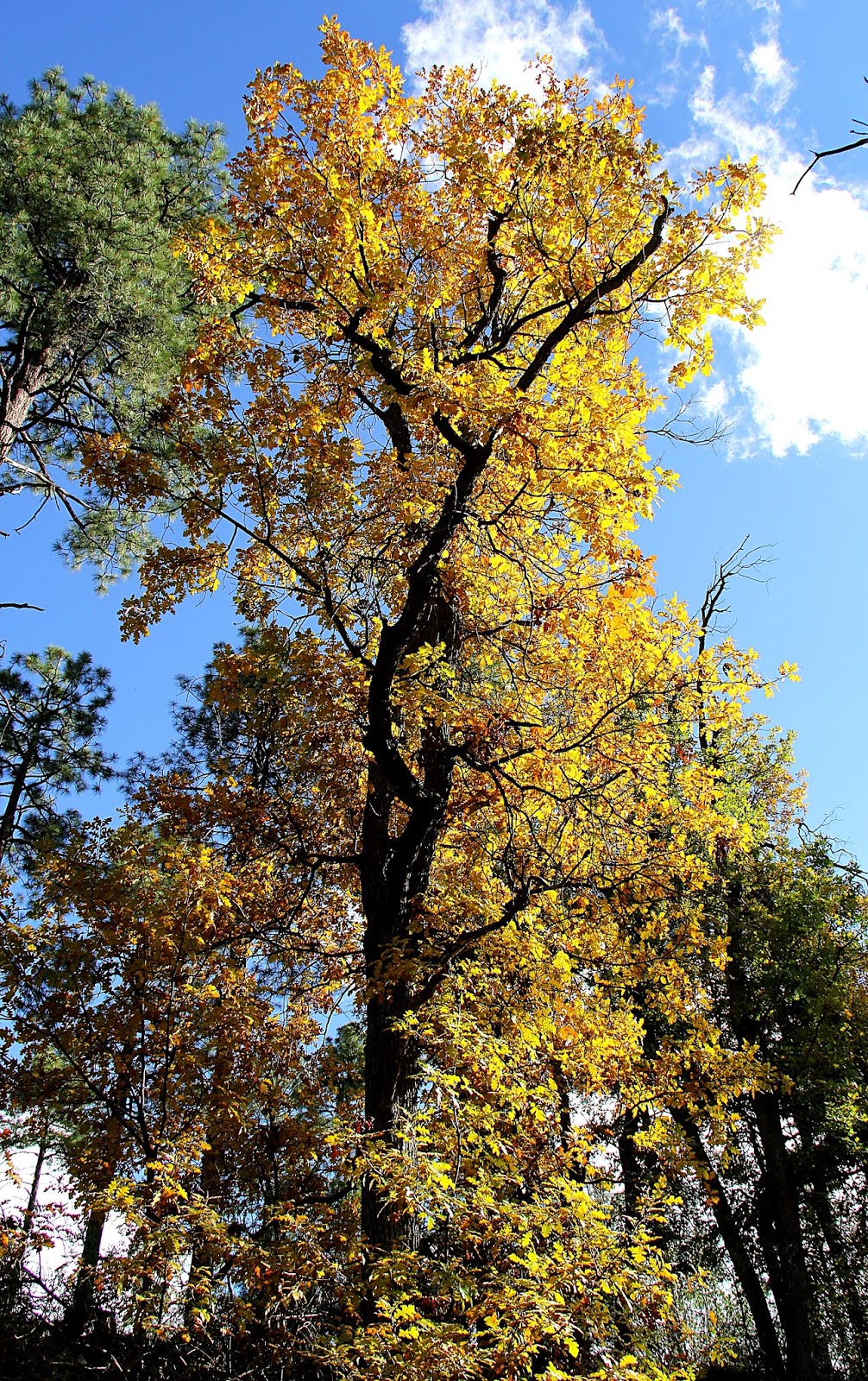Simplicity Itself Photography: Fall Photography In Prescott