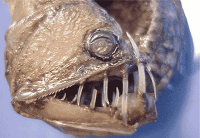 "10 Horrible Deep Sea Creatures on The Earth" - viral3