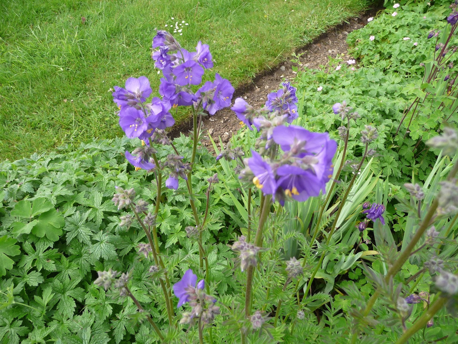 life between the flowers : Blue Perennial Jacobs Ladder, Polemonium ...