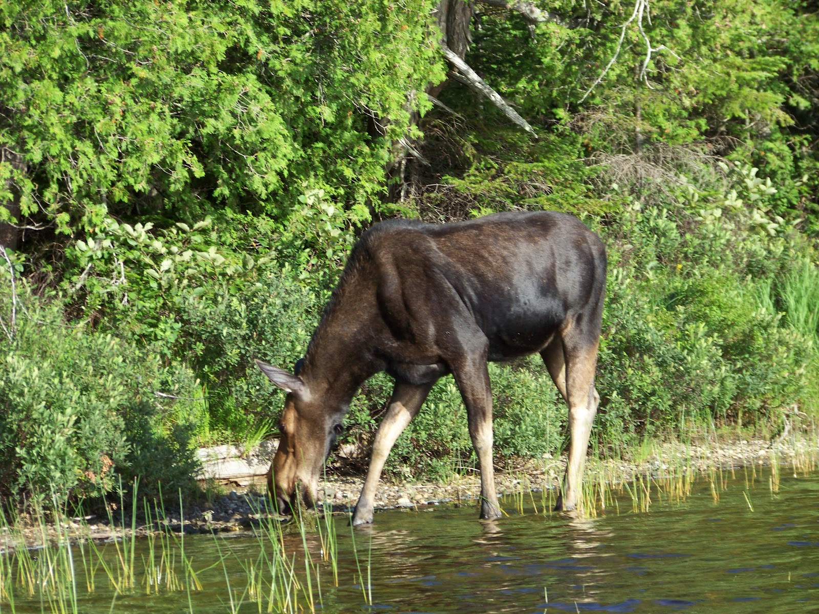 Posted by Maine Moose Tracks at 10:07 AM
