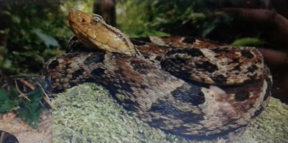 CENTRO DE EDUCACIÓN, CONSERVACIÓN E INVESTIGACIÓN DE BIODIVERSIDAD ...