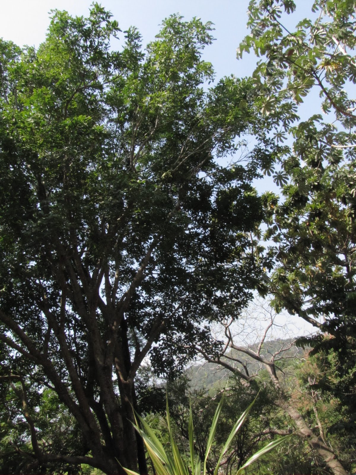 Journeying Onward: climbin' for kenips!