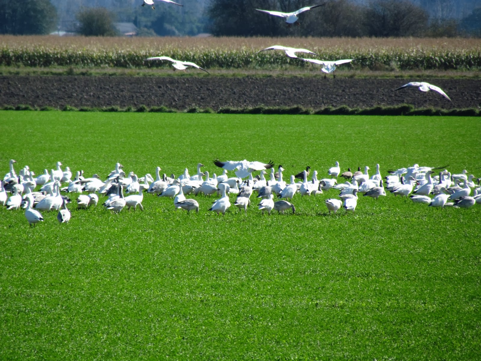 Scene Through My Eyes: The Snow Geese Are Back