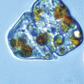 Beneficios y daños de los dinoflagelados marinos | Ecología