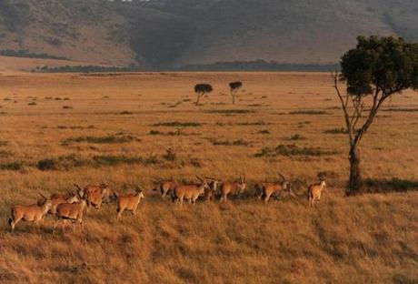 Hedgie's Nature Journal : What does my South Africa look like?