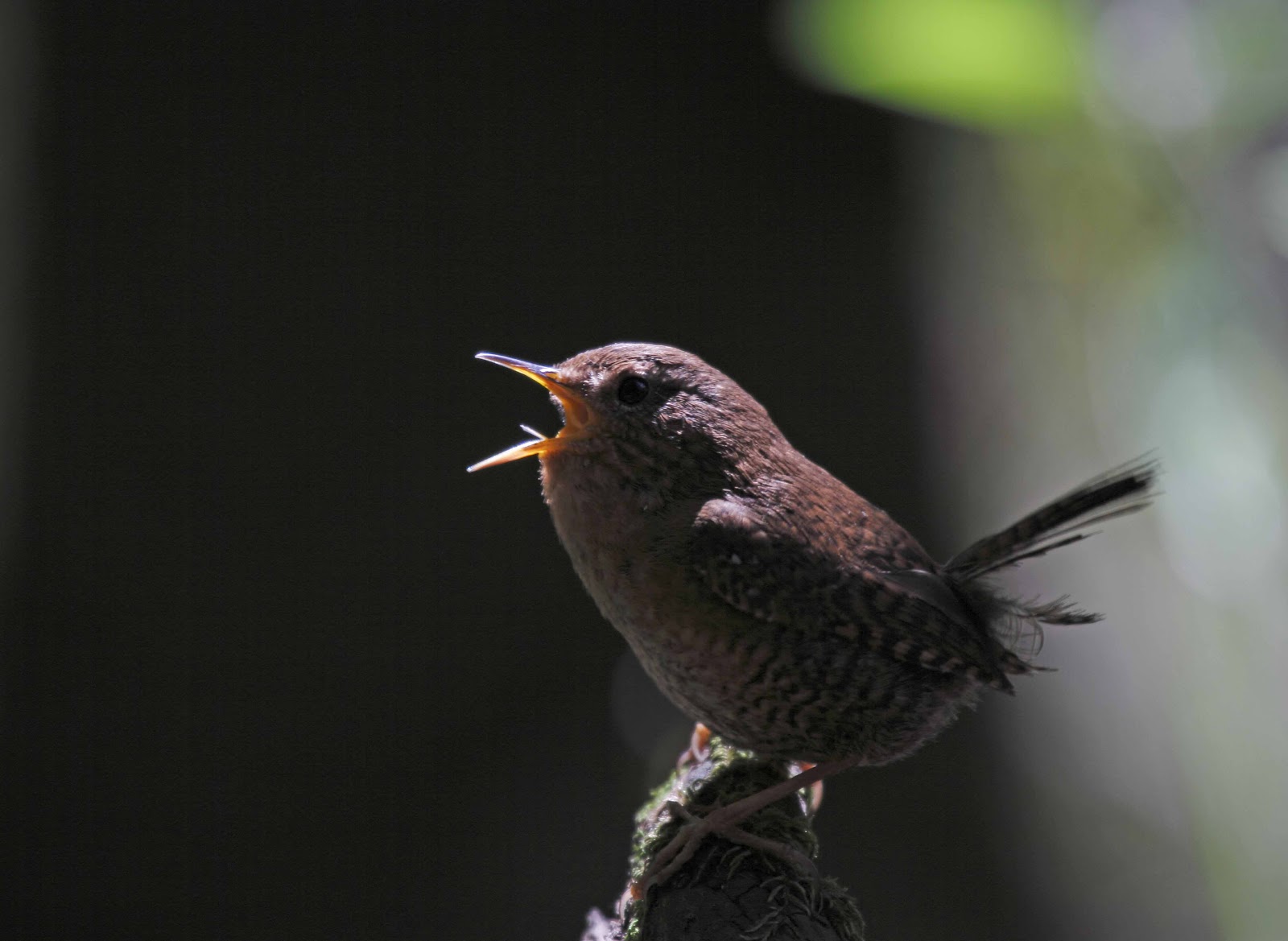 Philly Bird Nerd : What Rhymes with Spring?