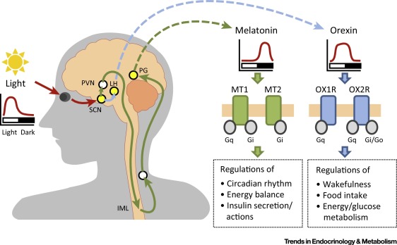 EXAMS AND ME : Orexin