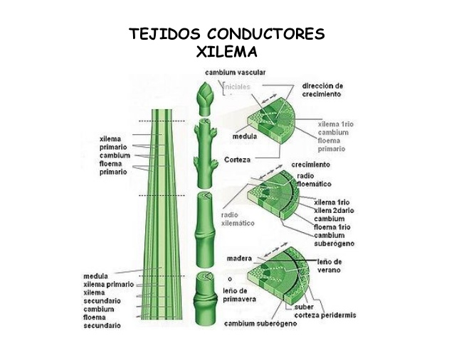 Ciencias Naturales CEUJA 17: ACTIVIDAD 3. TEJIDOS VEGETALES CONDUCTORES
