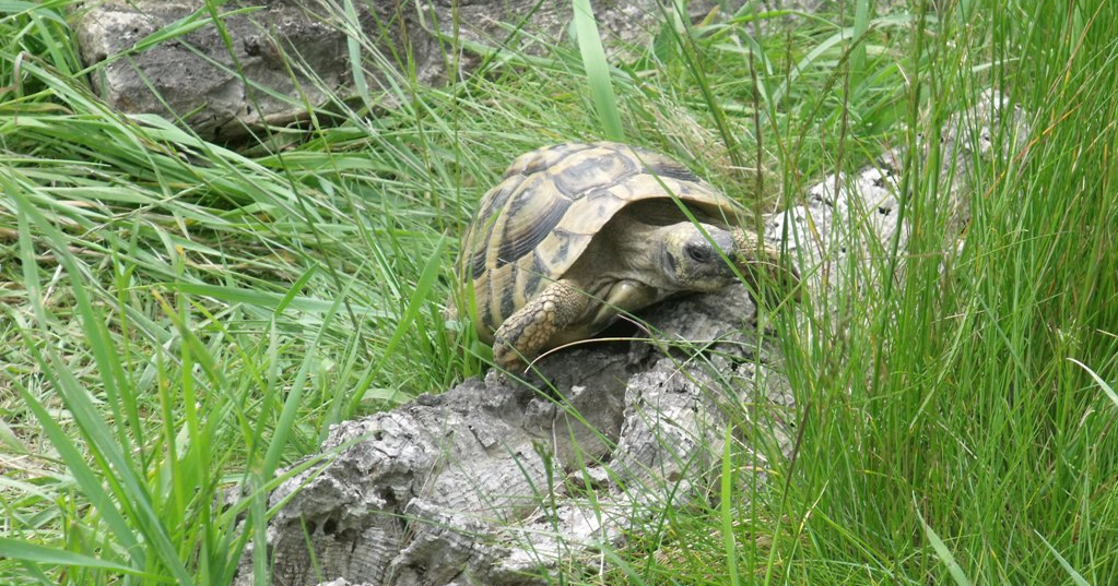 Tortues terrestres en Picardie Aisne : élevage Testudo-Passion