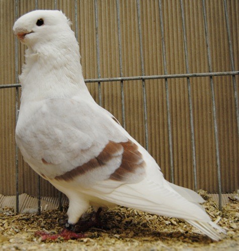 Turbit - Alchetron, The Free Social Encyclopedia