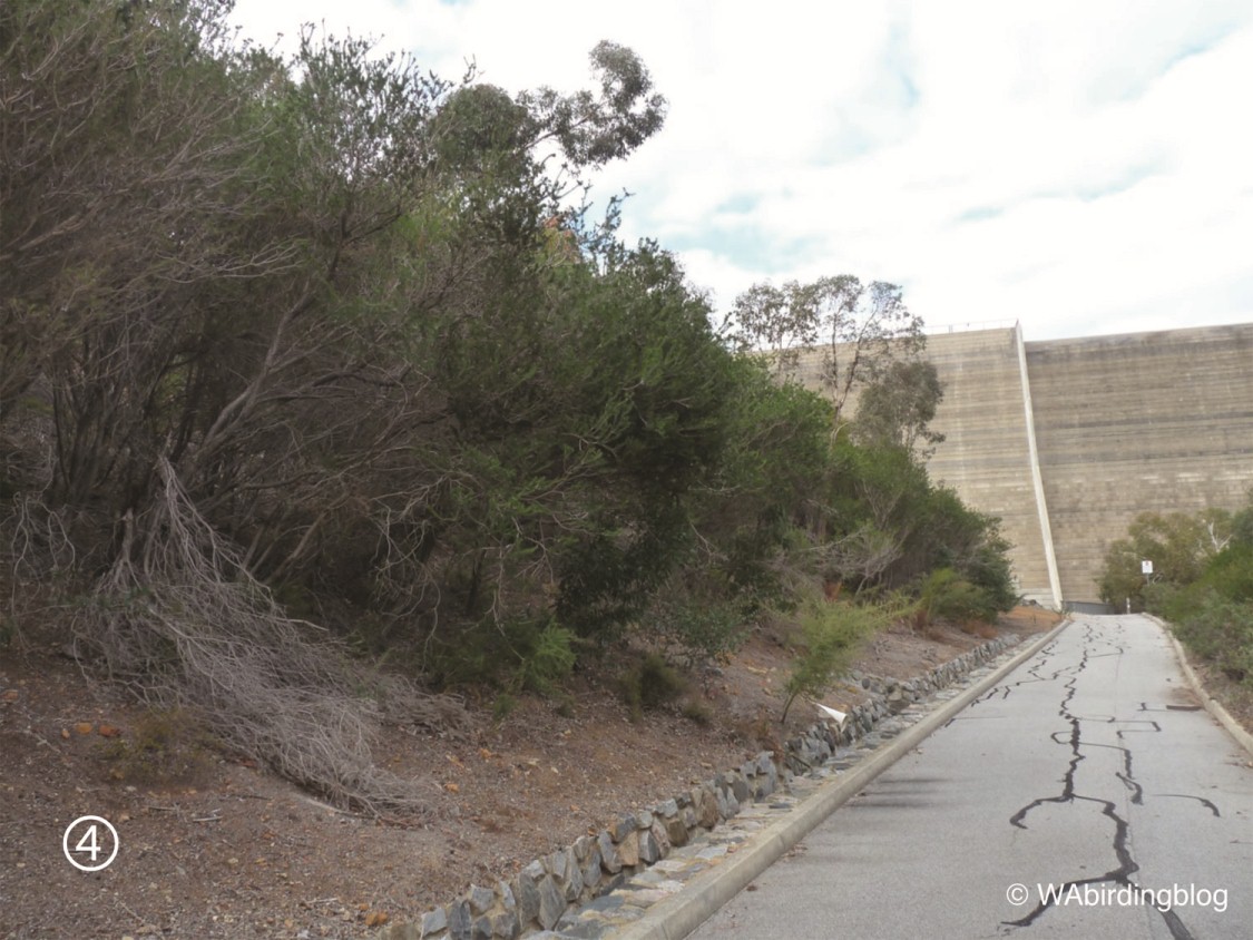 Leeuwin Current Birding: Victoria Dam: Perth's Hidden Endemic Hotspot