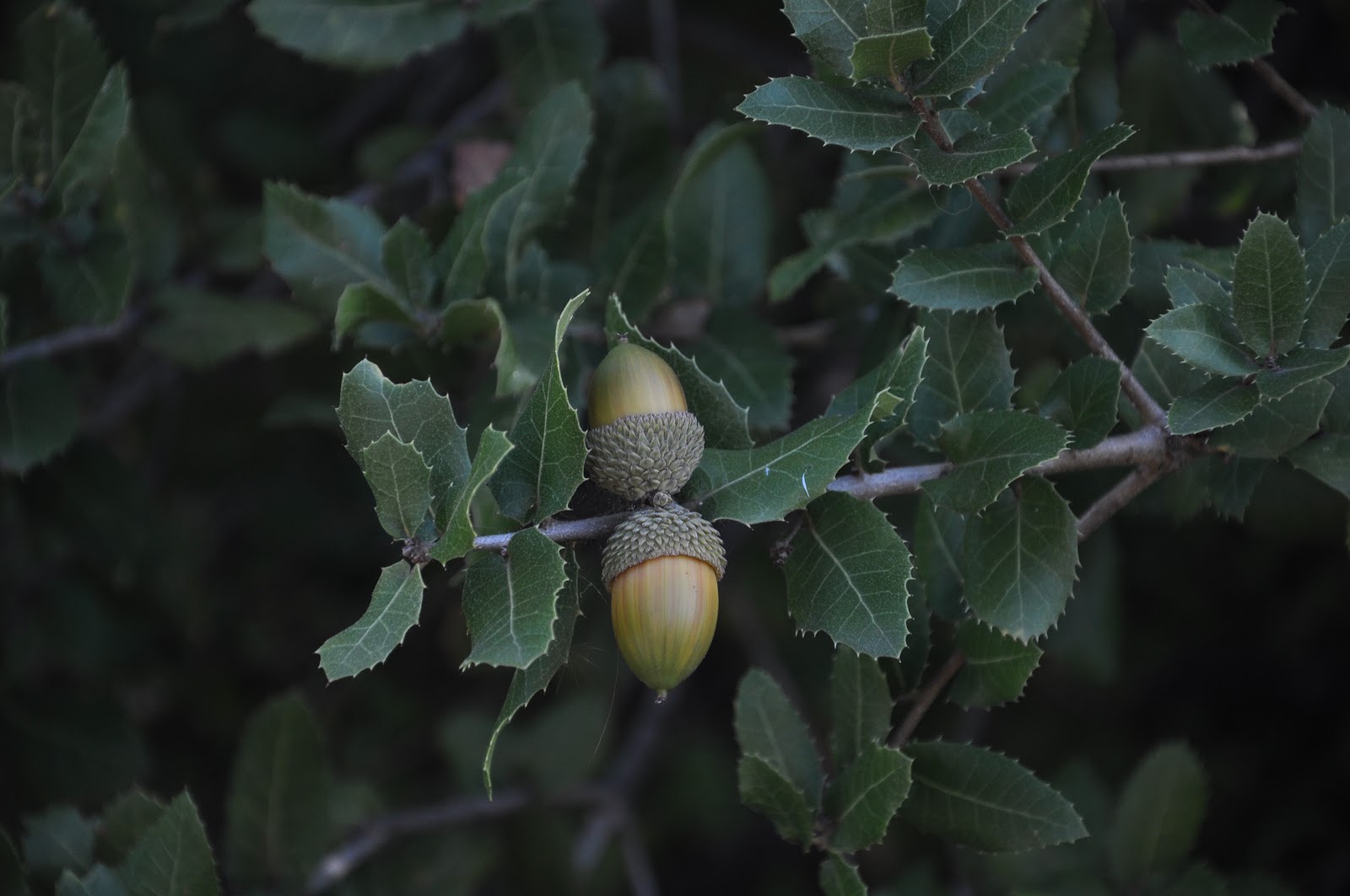 Cagliari in Verde: Una nuova Quercia