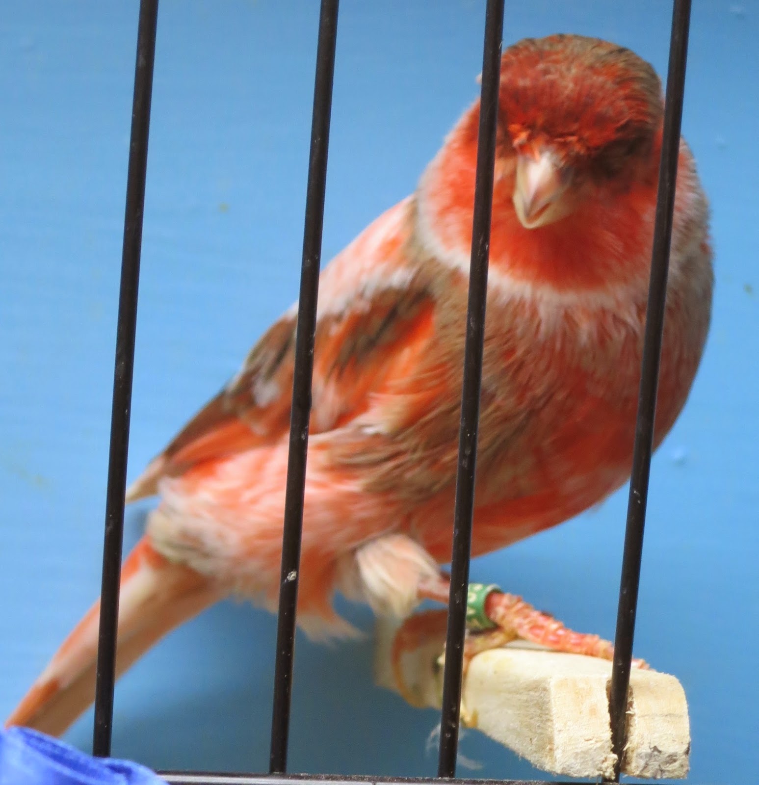 Canary Tales: Florida Canary Fanciers Part 6 Lovely Top Bench Type ...