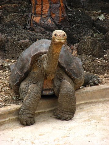 Beauties of the World: 100 years old turtle
